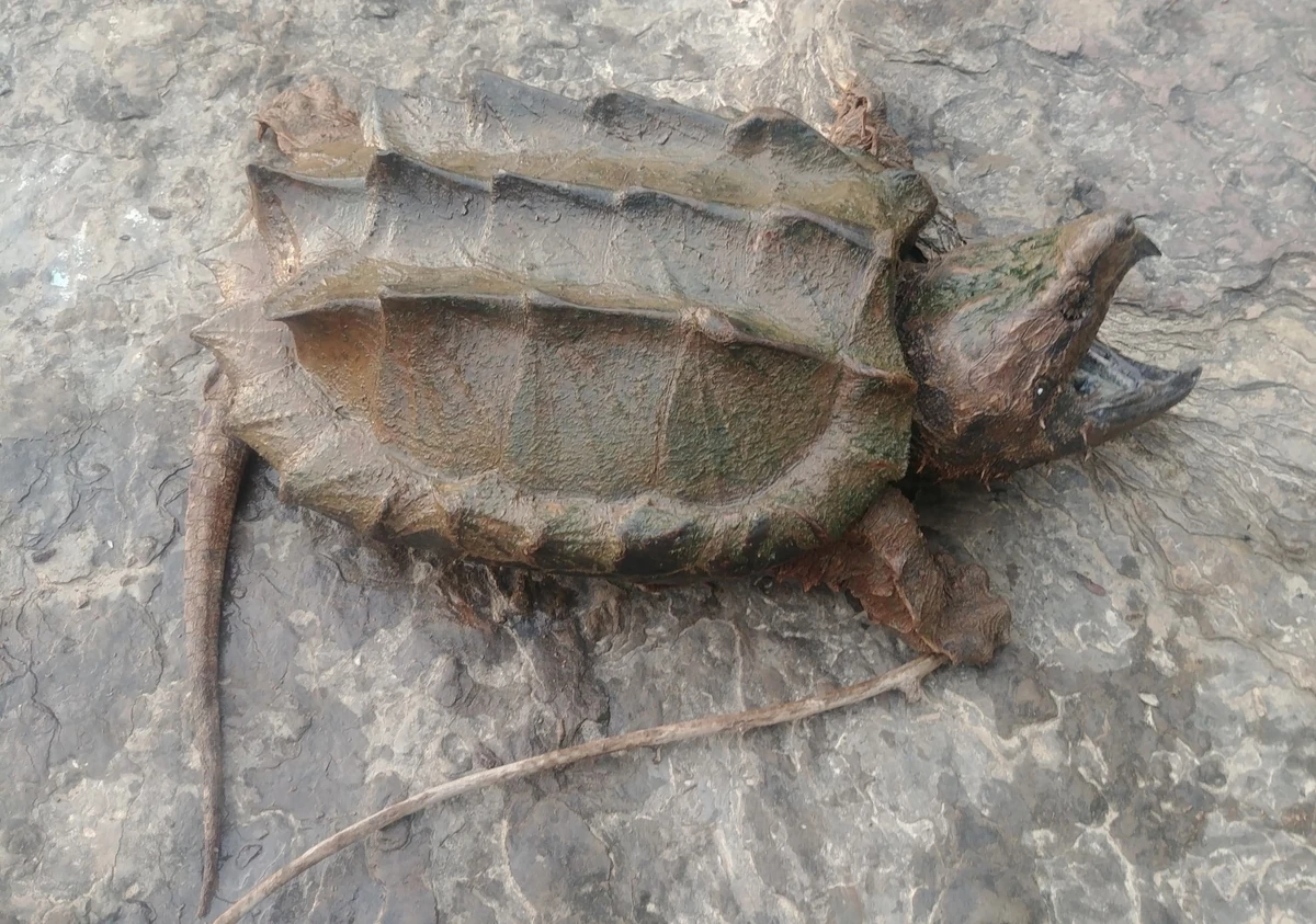 Macrochelys temminckii-Alligator Snapping Turtle | Wildlife of the ...
