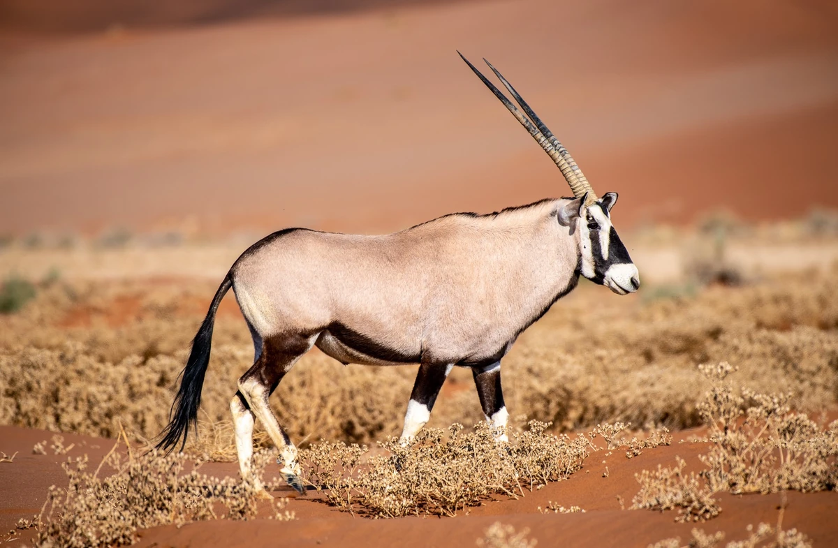 Oryx gazella-Gemsbok | Wildlife of the American South Wiki | Fandom