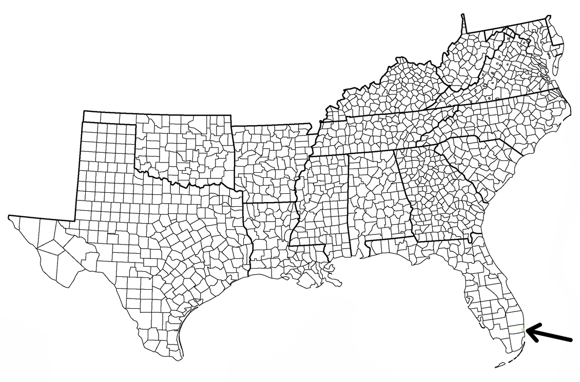 Chlorocebus sabaeus-Green Monkey | Wildlife of the American South Wiki ...