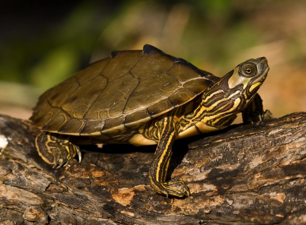 Graptemys pulchra-Alabama Map Turtle | Wildlife of the American South ...