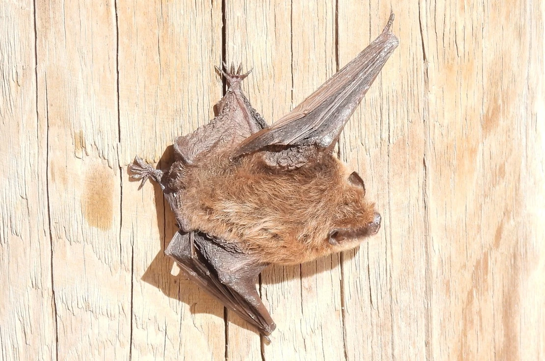 Myotis volans-Long-legged Myotis | Wildlife of the American South Wiki ...
