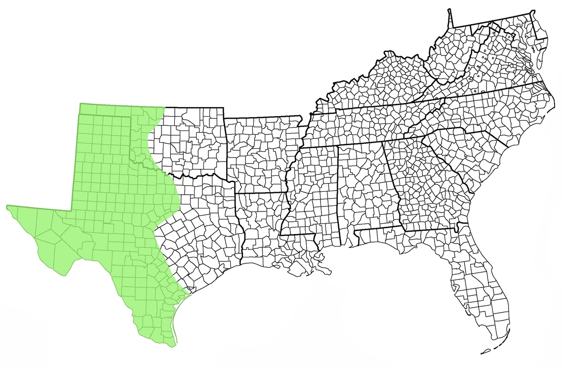 Neotoma micropus-Southern Plains Woodrat | Wildlife of the American ...