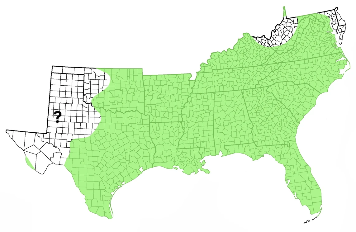 Nycticeius humeralis-Evening Bat | Wildlife of the American South Wiki ...