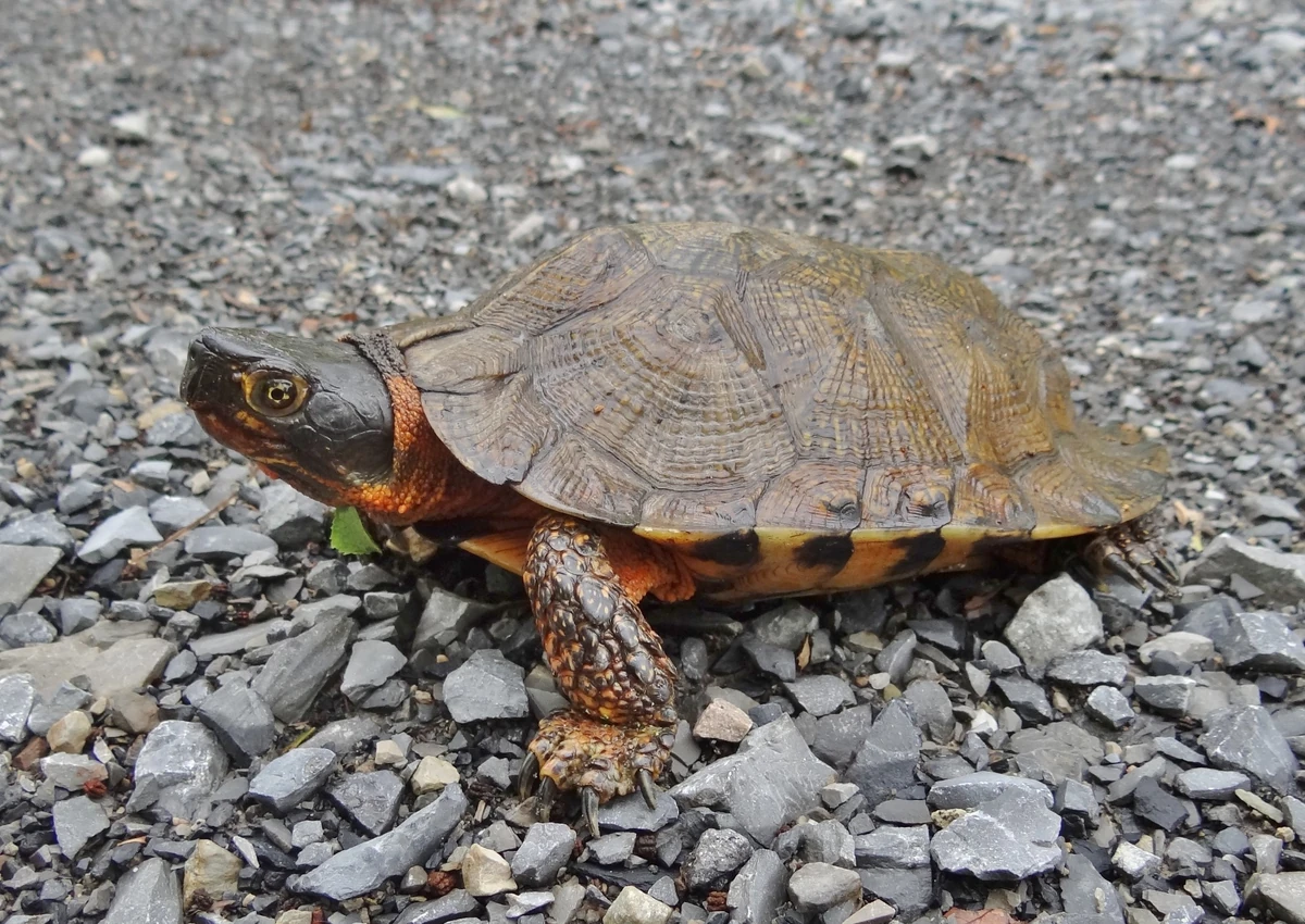 Glyptemys insculpta-Wood Turtle | Wildlife of the American South Wiki ...