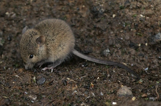 Mus musculus-House Mouse | Wildlife of the American South Wiki | Fandom