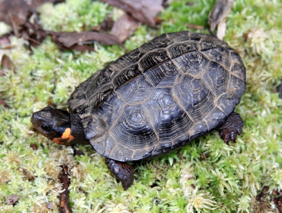 Glyptemys muhlenbergii-Bog Turtle | Wildlife of the American South Wiki ...
