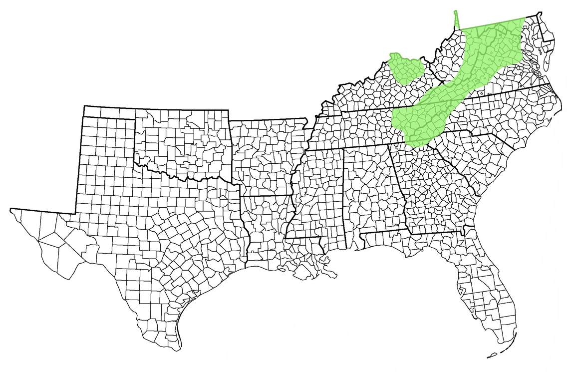 Mustela nivalis-Least Weasel | Wildlife of the American South Wiki | Fandom