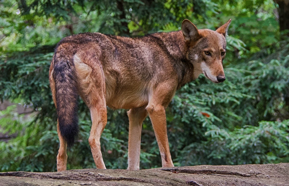 Canis rufus-Red Wolf | Wildlife of the American South Wiki | Fandom