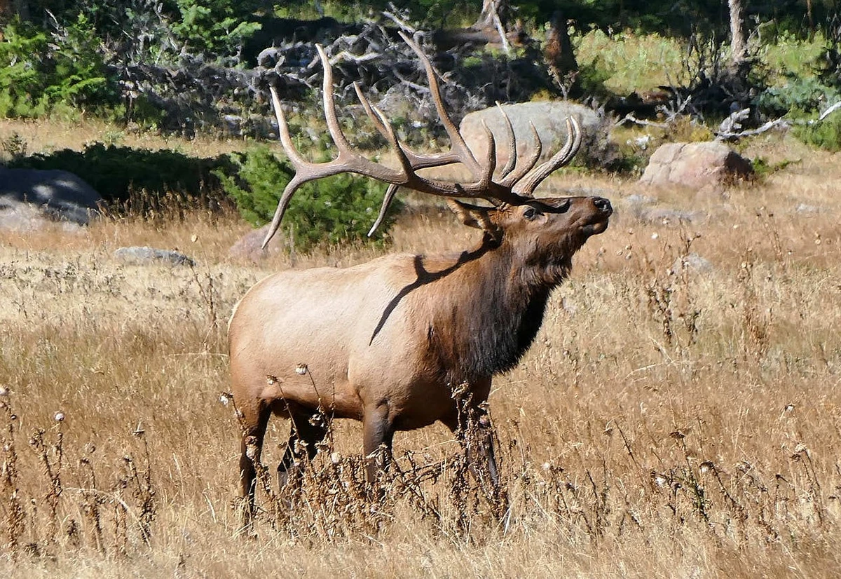 Cervus canadensis-Elk | Wildlife of the American South Wiki | Fandom