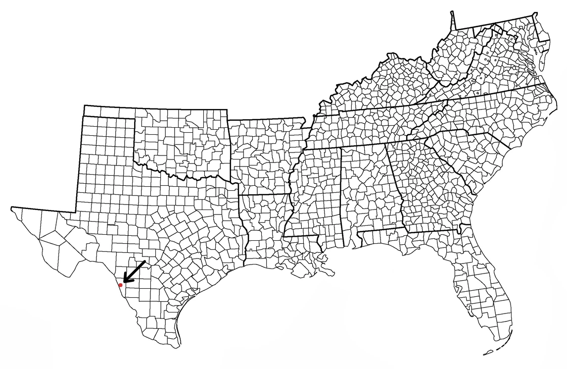 Leopardus wiedii-Margay | Wildlife of the American South Wiki | Fandom