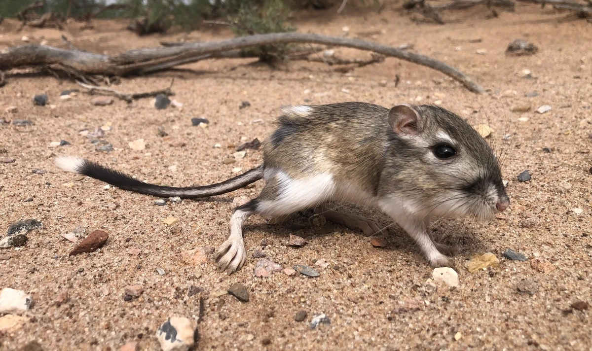 Dipodomys spectabilis-Banner-tailed Kangaroo Rat | Wildlife of the ...