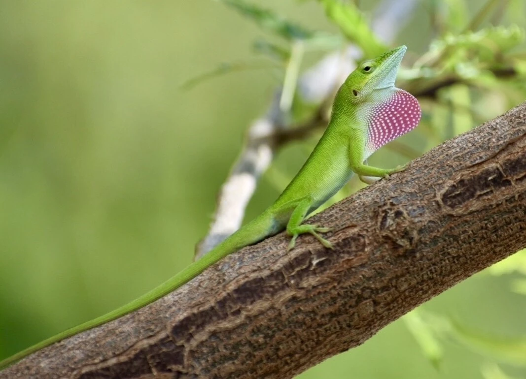 Anolis porcatus-Cuban Green Anole | Wildlife of the American South Wiki ...