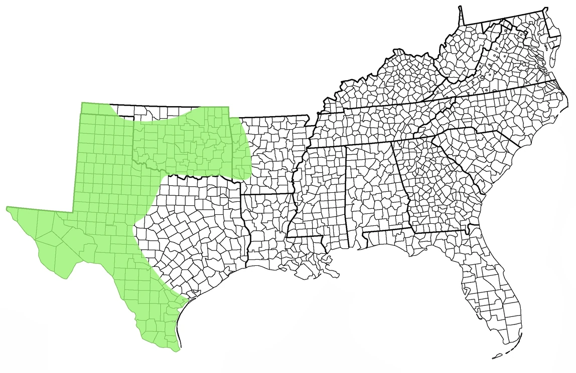 Notiosorex crawfordi-Desert Shrew | Wildlife of the American South Wiki ...