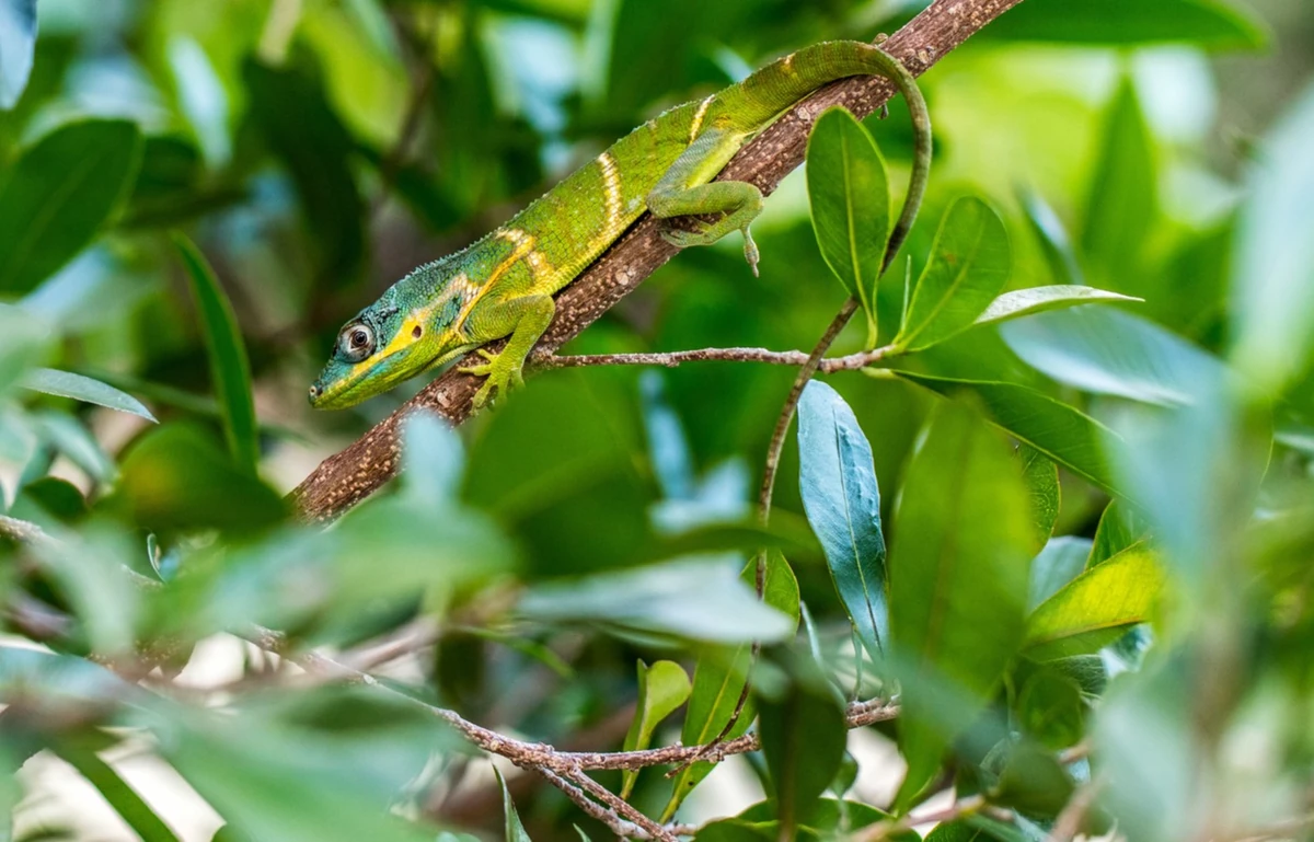 Anolis equestris-Knight Anole | Wildlife of the American South Wiki ...