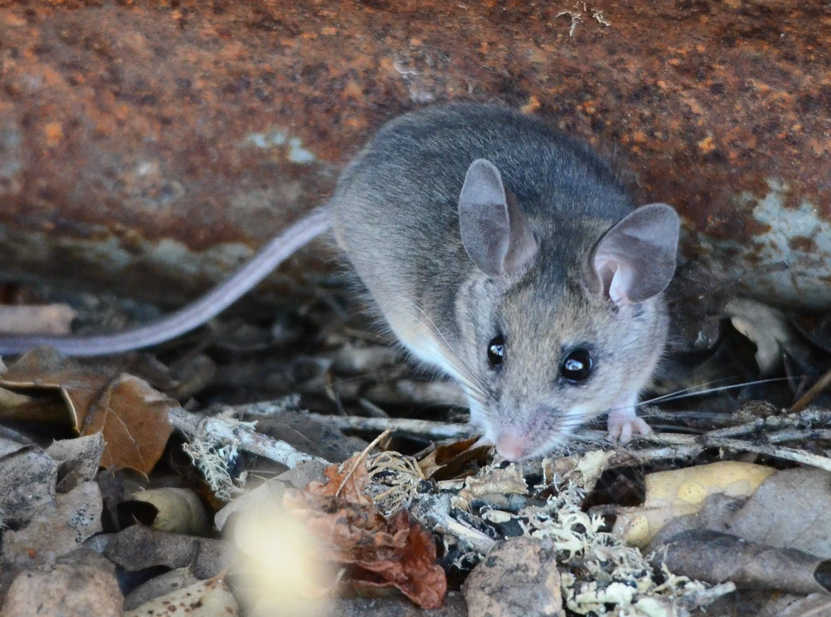 Peromyscus truei-Pinyon Mouse | Wildlife of the American South Wiki ...