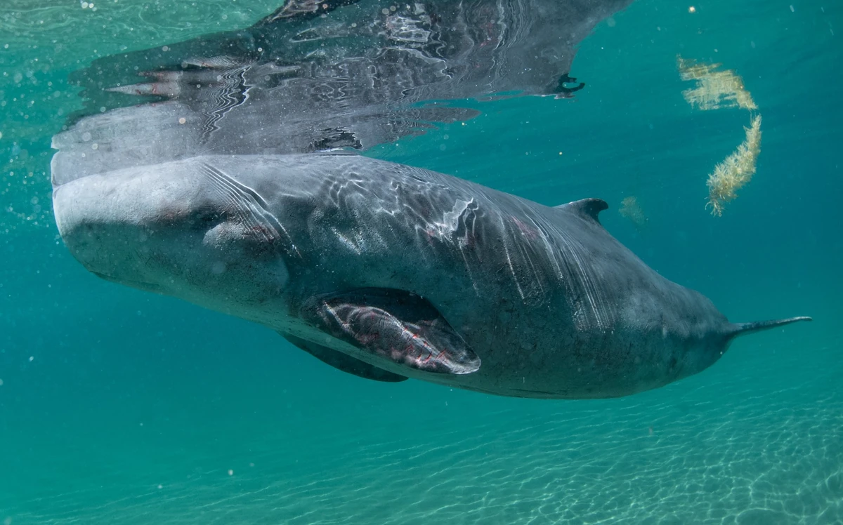 Kogia breviceps-Pygmy Sperm Whale | Wildlife of the American South Wiki ...