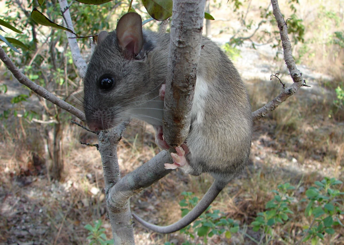 Neotoma floridana-Eastern Woodrat | Wildlife of the American South Wiki ...