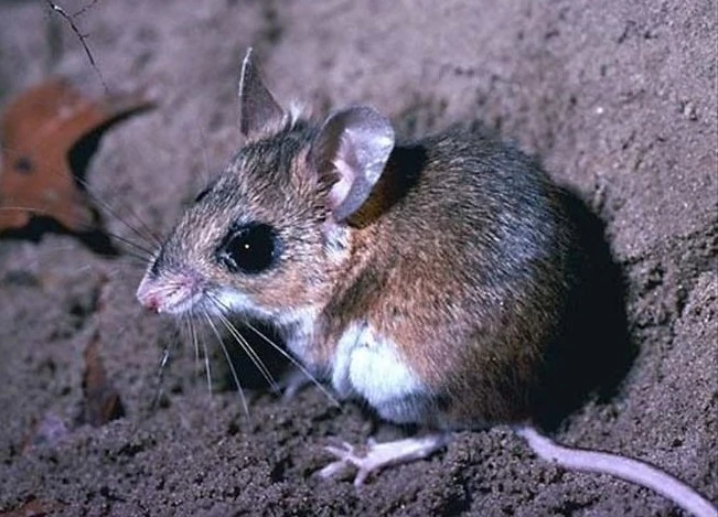 Podomys floridanus-Florida Mouse | Wildlife of the American South Wiki ...
