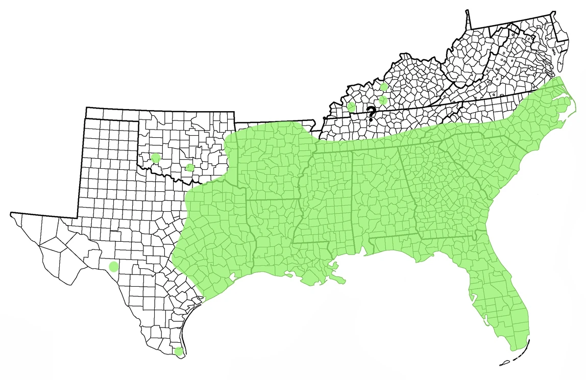 Lasiurus seminolus-Seminole Bat | Wildlife of the American South Wiki ...