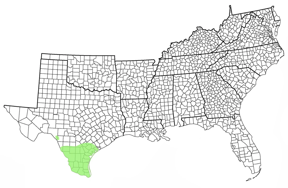 Geomys personatus-Texas Pocket Gopher | Wildlife of the American South ...