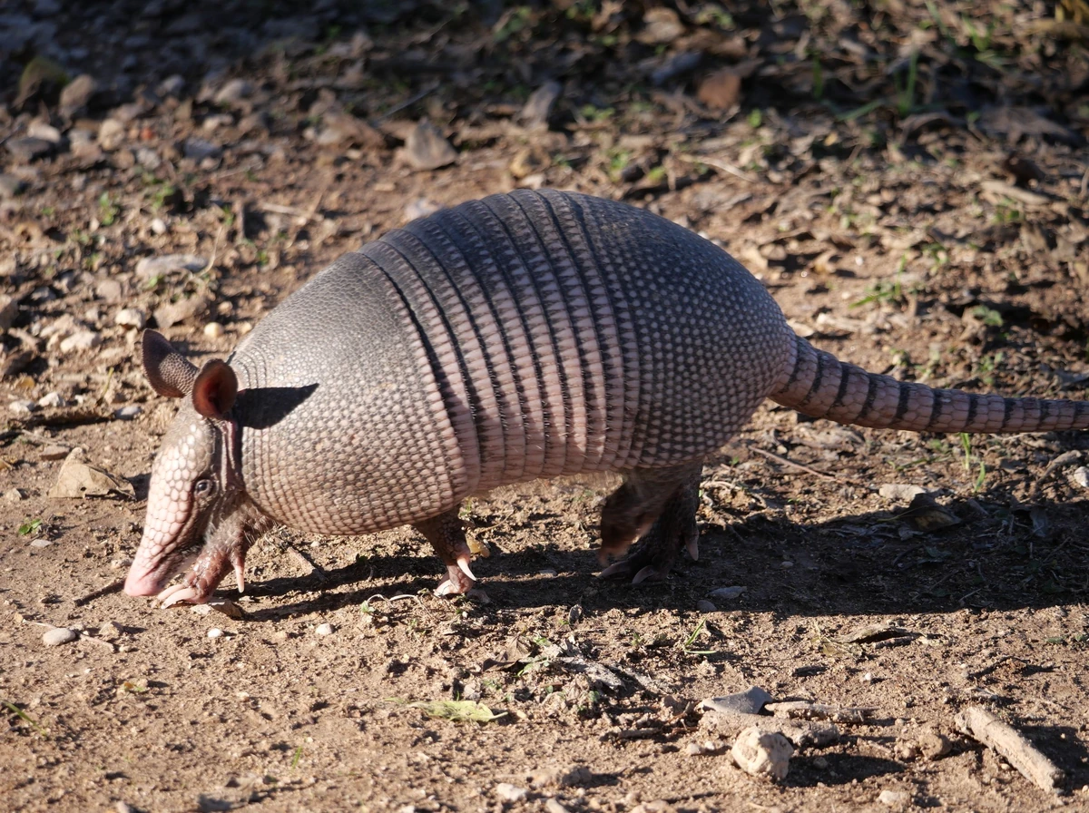 Dasypus novemcinctus-Nine-banded Armadillo | Wildlife of the American South Wiki | Fandom