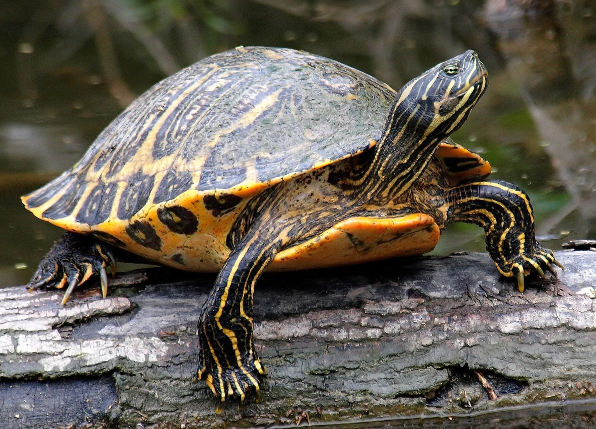 Pseudemys concinna-River Cooter | Wildlife of the American South Wiki ...