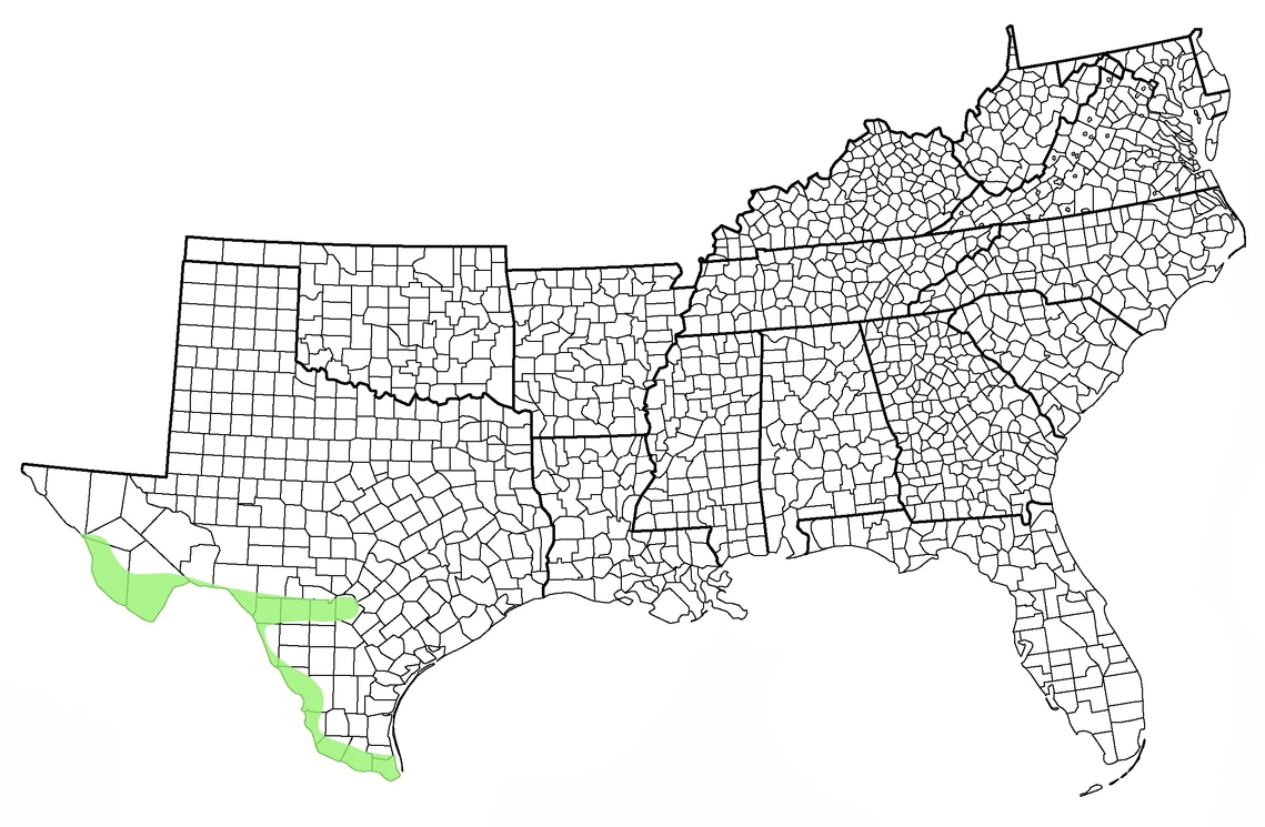 Mormoops megalophylla-Ghost-faced Bat | Wildlife of the American South ...