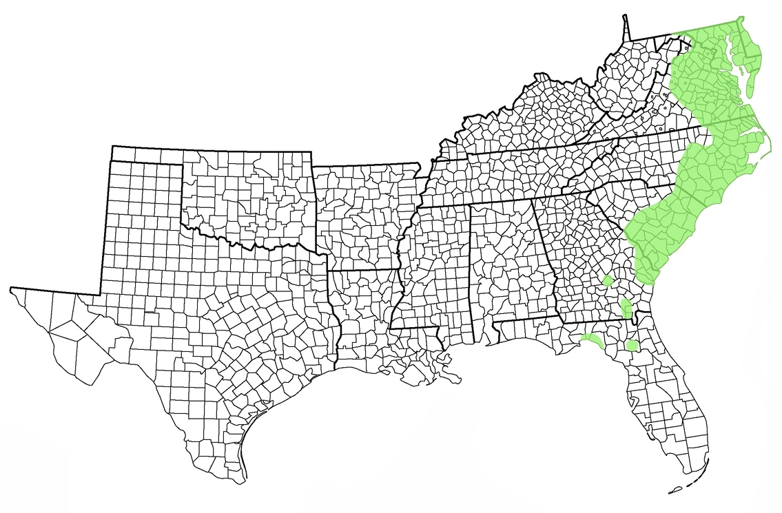 Clemmys guttata-Spotted Turtle | Wildlife of the American South Wiki ...