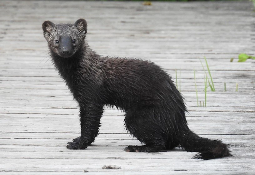 Pekania pennanti-Fisher | Wildlife of the American South Wiki | Fandom