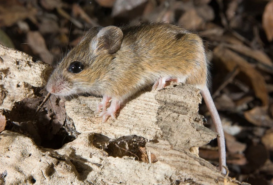 Reithrodontomys fulvescens-Fulvous Harvest Mouse | Wildlife of the ...