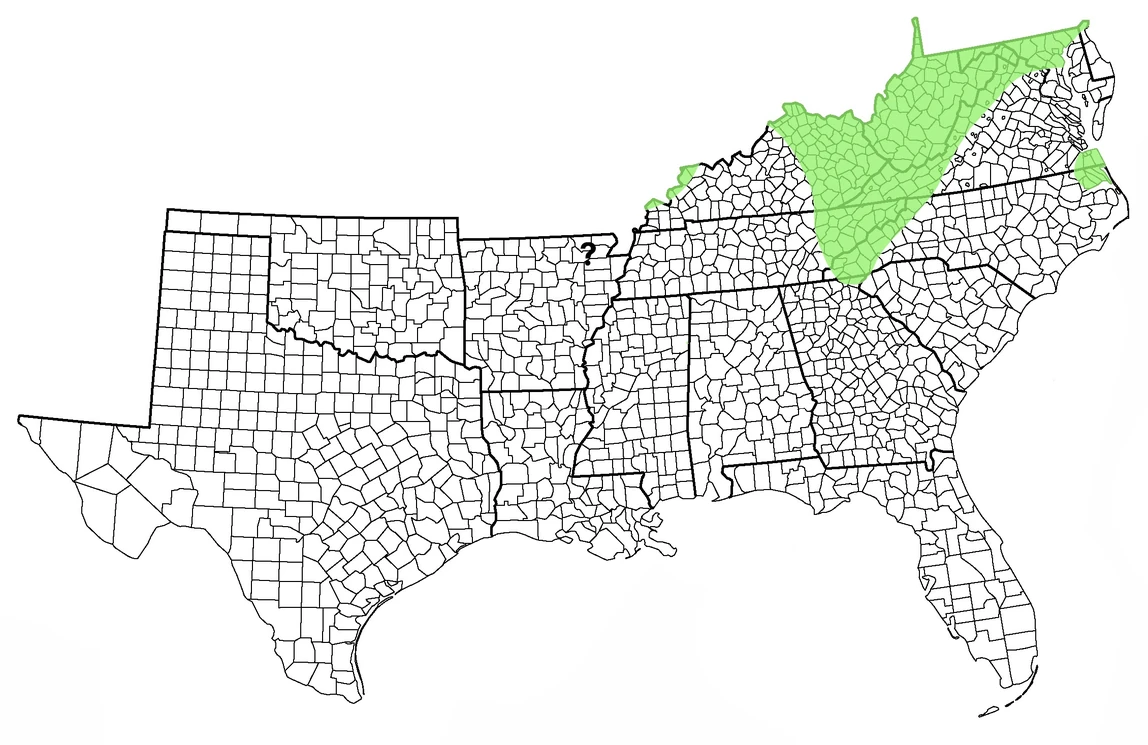 Synaptomys cooperi-Southern Bog Lemming | Wildlife of the American ...