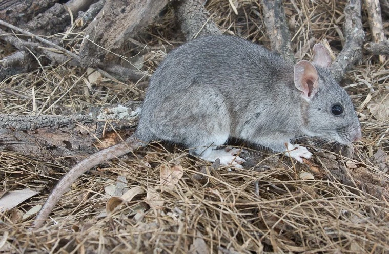 Neotoma micropus-Southern Plains Woodrat | Wildlife of the American ...