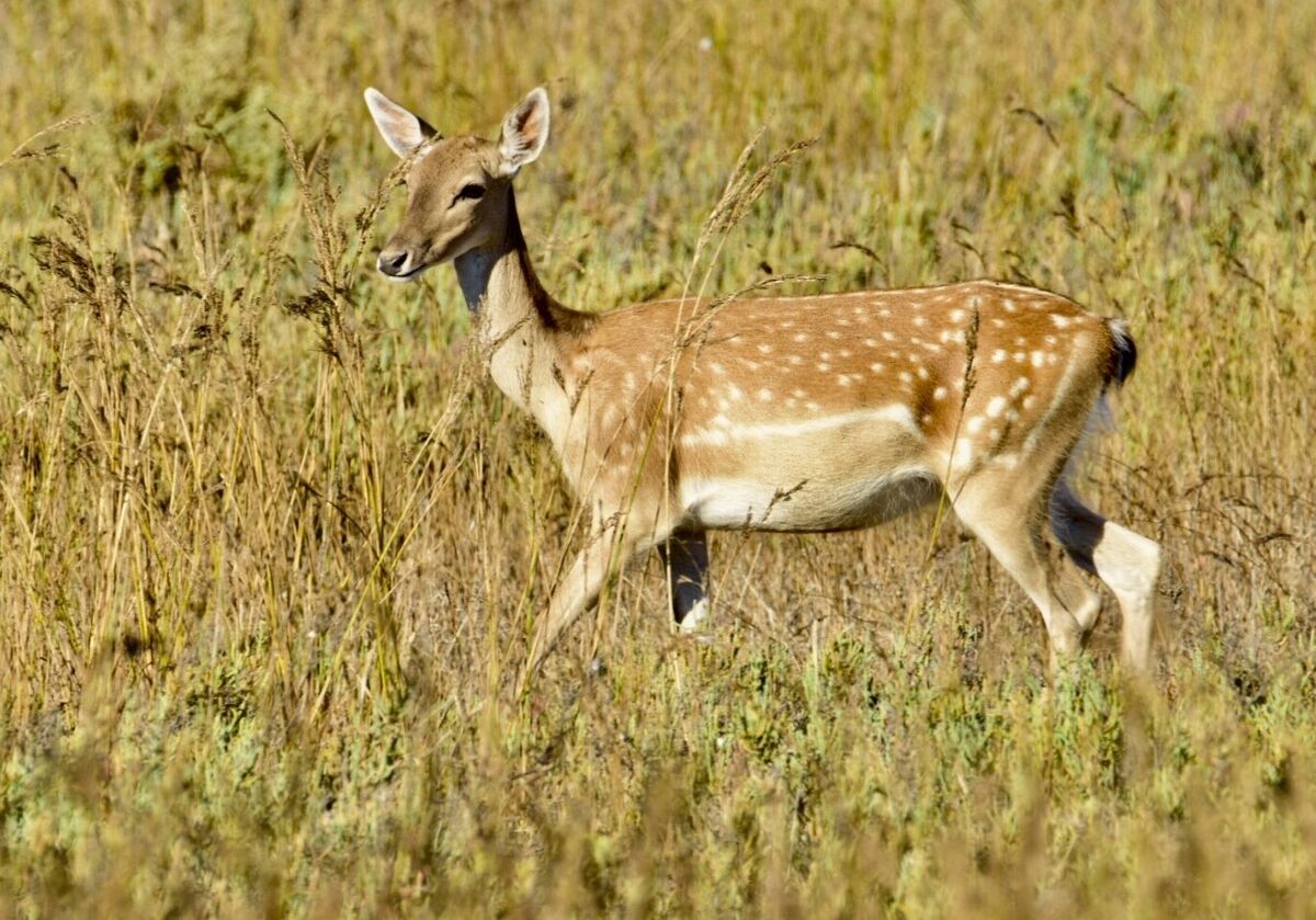Dama Dama Fallow Deer Wildlife Of The American South Wiki Fandom