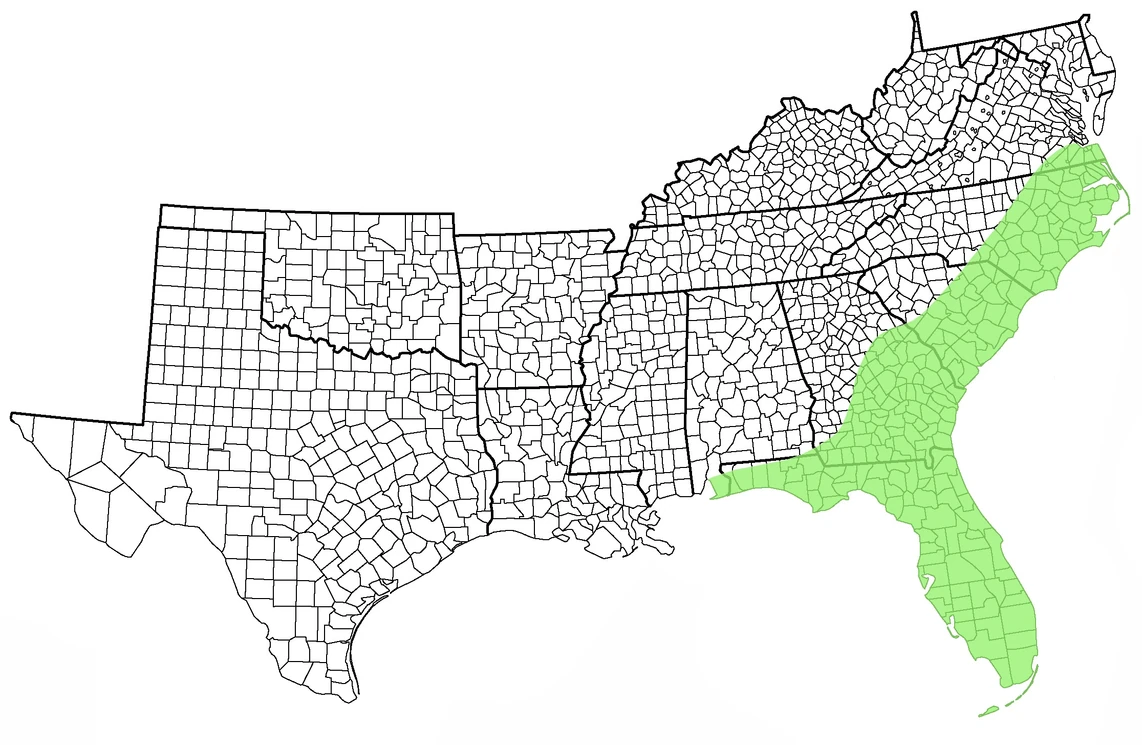 Sylvilagus palustris-Marsh Rabbit | Wildlife of the American South Wiki ...