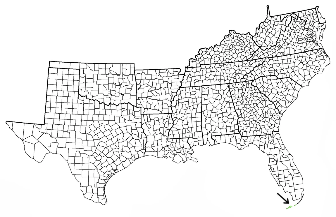 Molossus molossus-Velvety Free-tailed Bat | Wildlife of the American ...