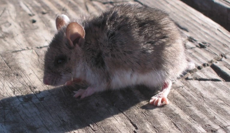 Onychomys leucogaster-Northern Grasshopper Mouse | Wildlife of the ...