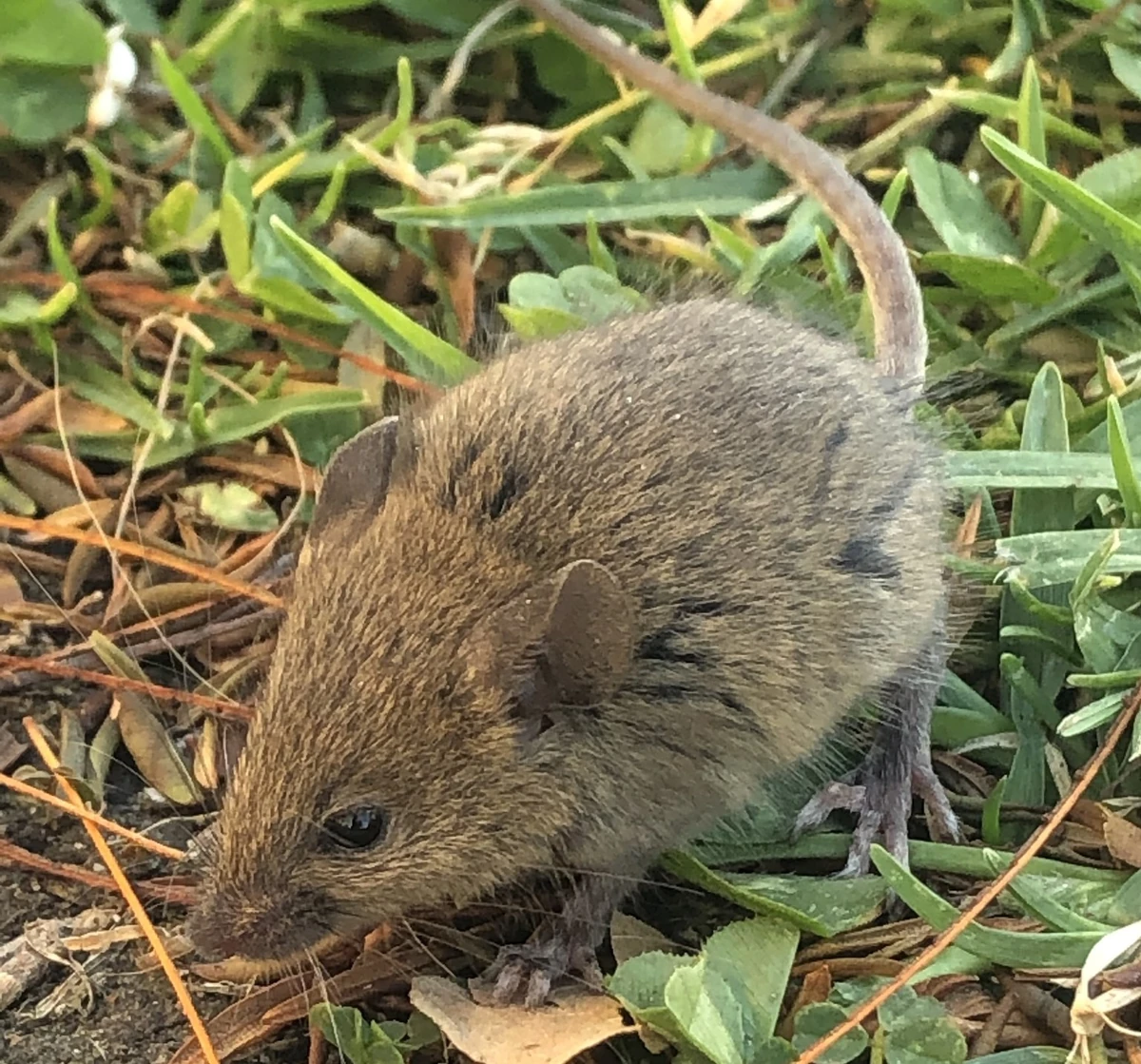 Reithrodontomys megalotis-Western Harvest Mouse | Wildlife of the ...