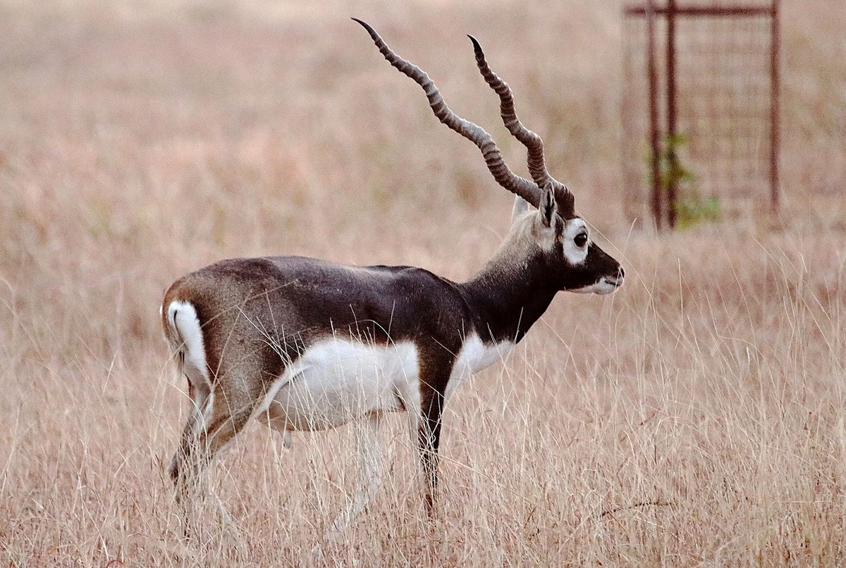 Antilope cervicapra-Blackbuck | Wildlife of the American South Wiki | Fandom