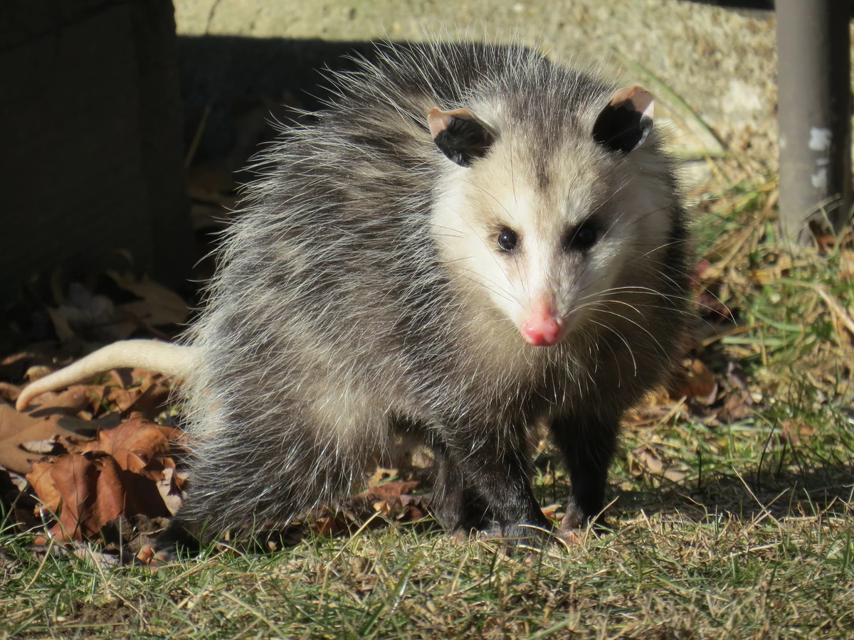 Didelphis virginiana-Virginia Opossum | Wildlife of the American South ...
