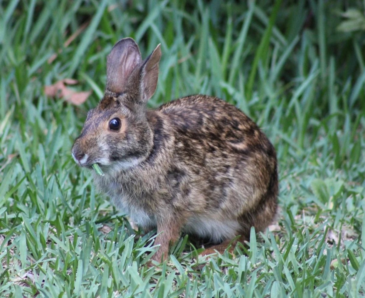 Sylvilagus aquaticus-Swamp Rabbit | Wildlife of the American South Wiki ...