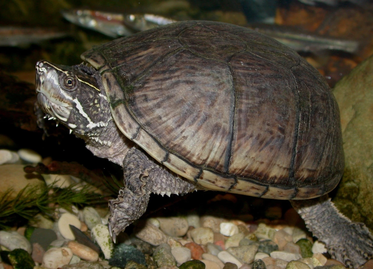 Sternotherus odoratus-Eastern Musk Turtle | Wildlife of the American ...