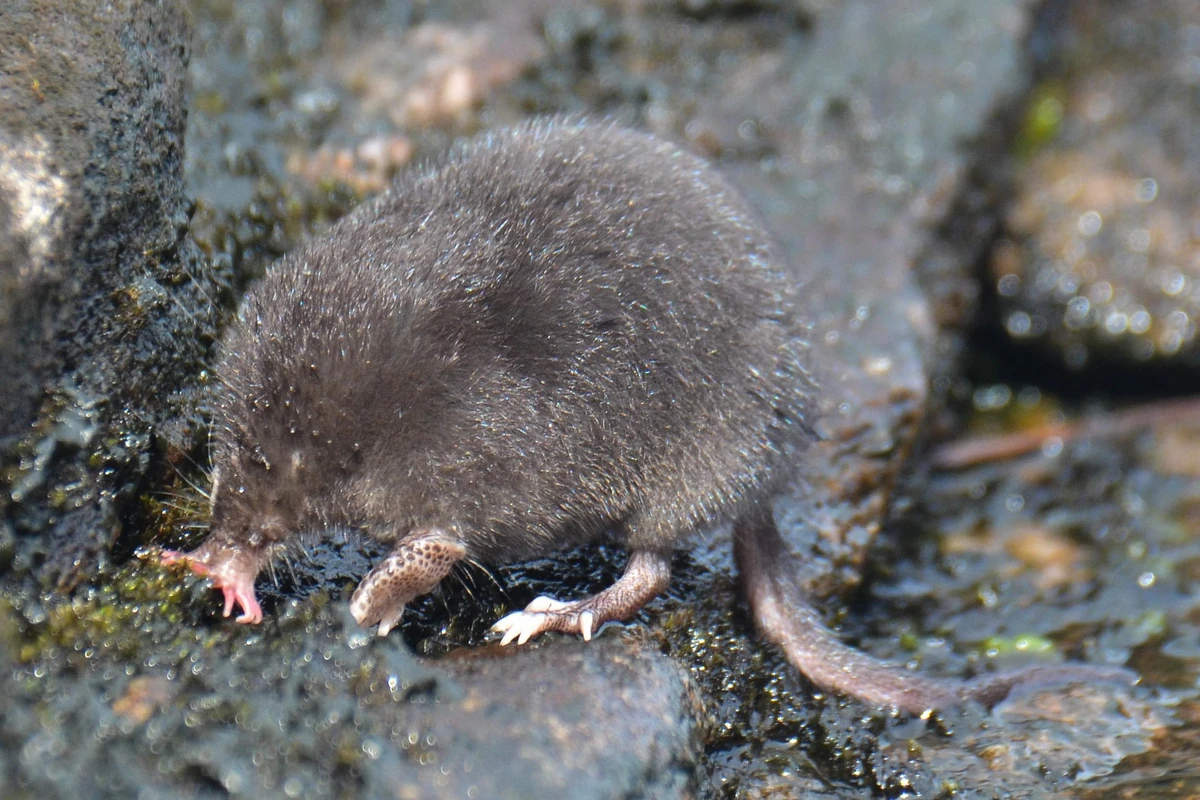 Condylura cristata-Star-nosed Mole | Wildlife of the American South ...