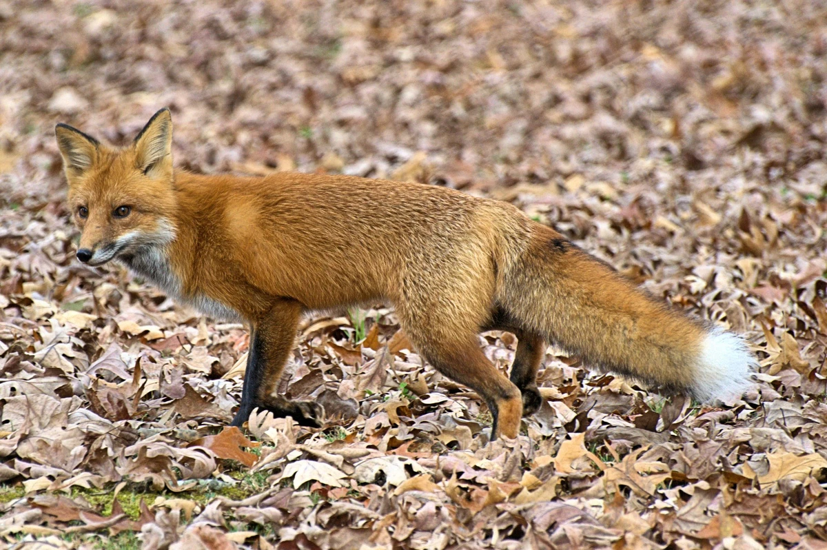 Vulpes vulpes-Red Fox | Wildlife of the American South Wiki | Fandom