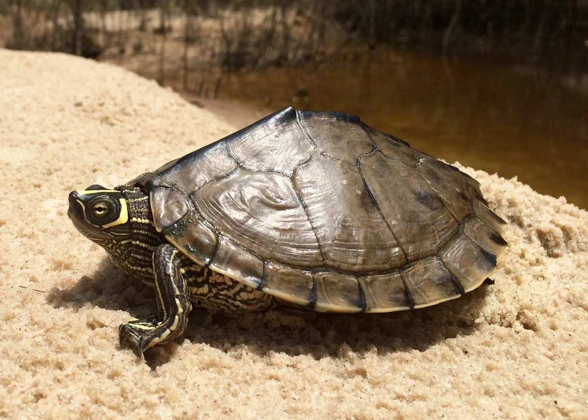 Graptemys pseudogeographica-False Map Turtle | Wildlife of the American ...