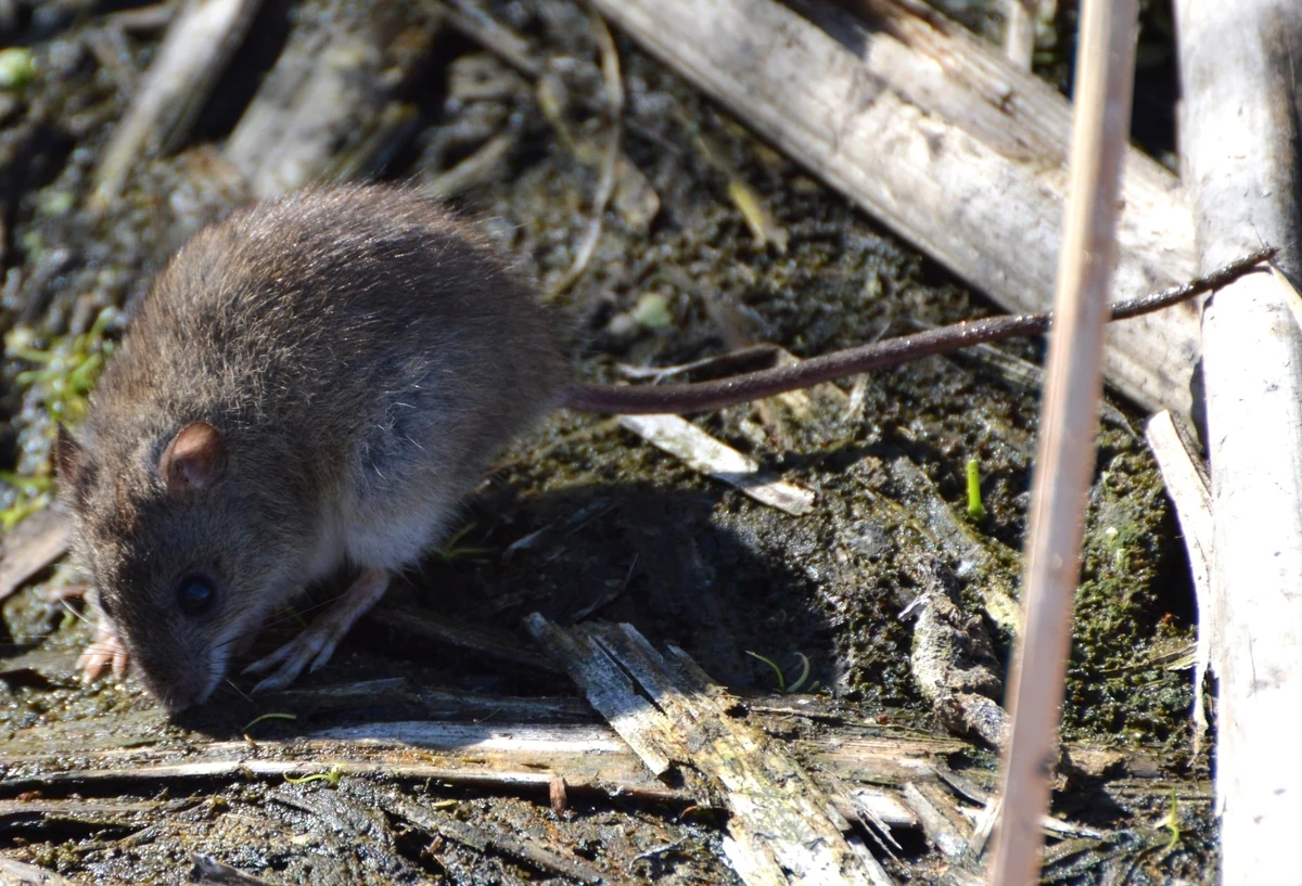 Oryzomys palustris-Marsh Rice Rat | Wildlife of the American South Wiki ...
