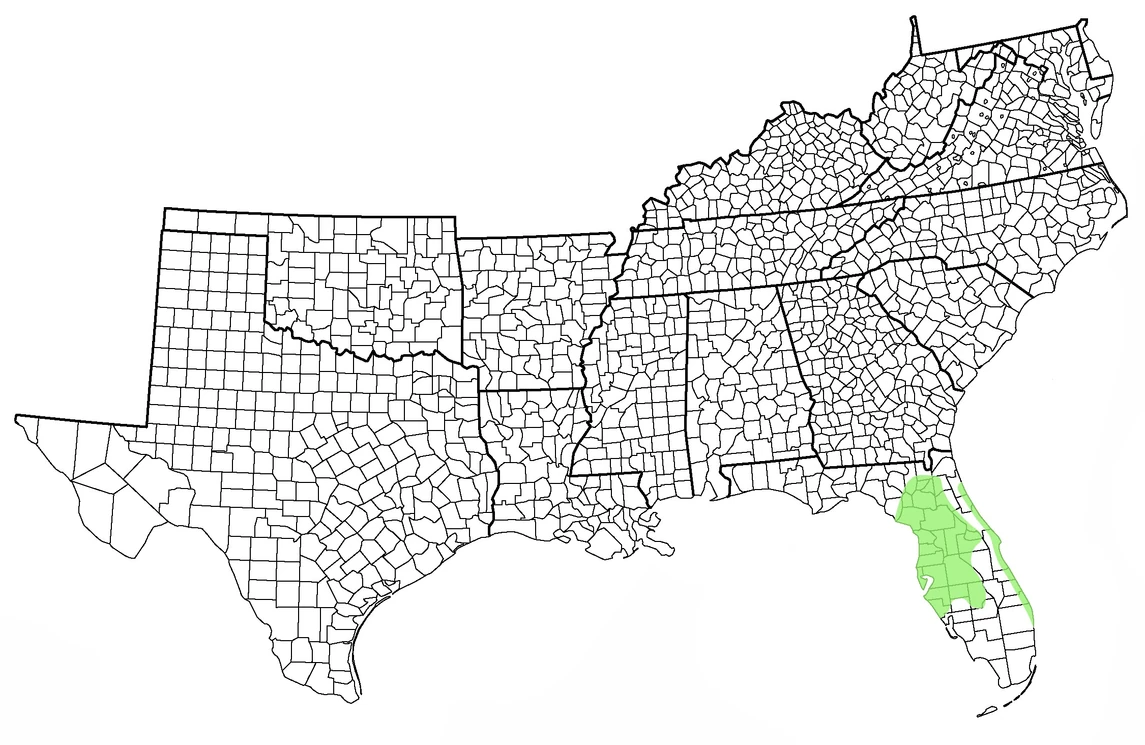 Podomys floridanus-Florida Mouse | Wildlife of the American South Wiki ...