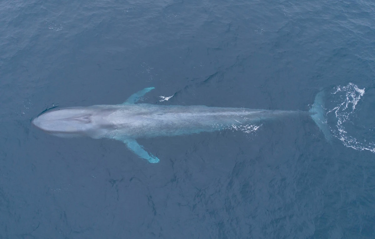 Balaenoptera musculus-Blue Whale | Wildlife of the American South Wiki ...