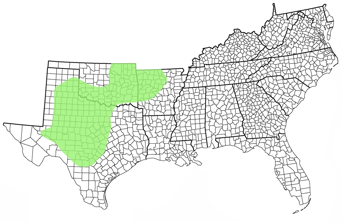 Peromyscus attwateri-Texas Mouse | Wildlife of the American South Wiki ...