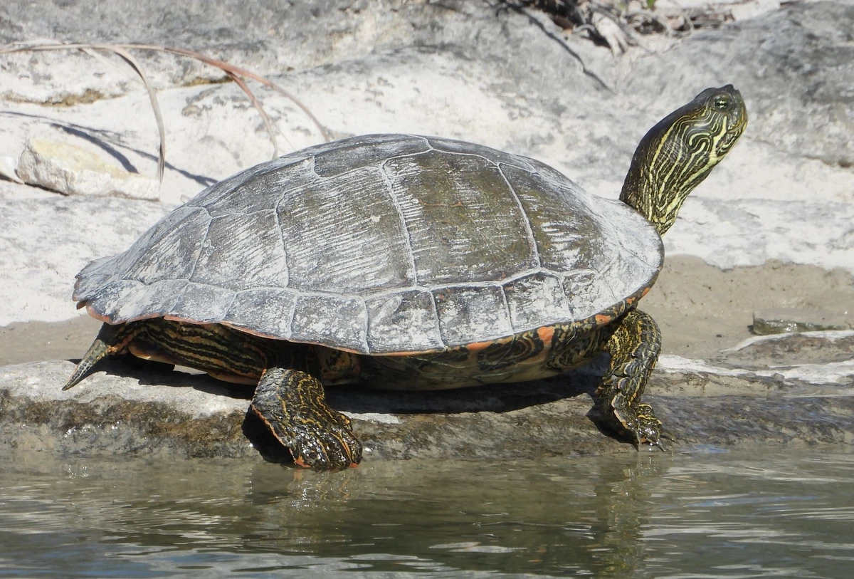 Pseudemys texana-Texas River Cooter | Wildlife of the American South ...