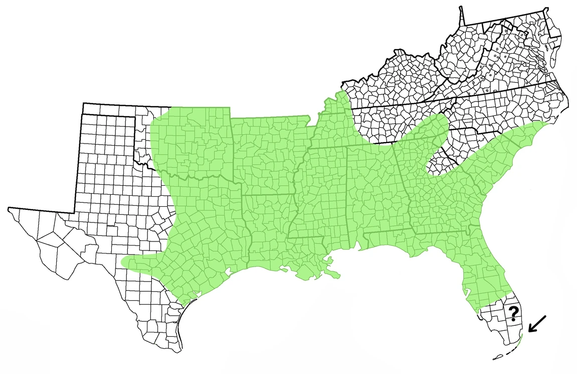 Neotoma floridana-Eastern Woodrat | Wildlife of the American South Wiki ...